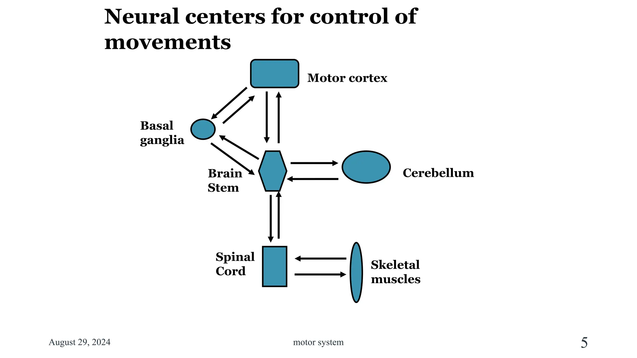 6 The Motor System physiology slides.pptx