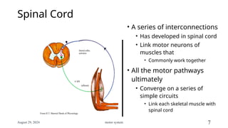 6 The Motor System physiology slides.pptx