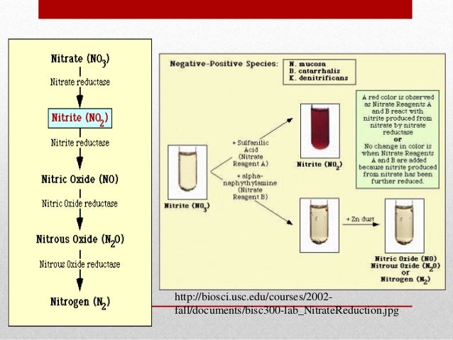 Nitrate Reduction Test Principle Procedure And Results Biochemical