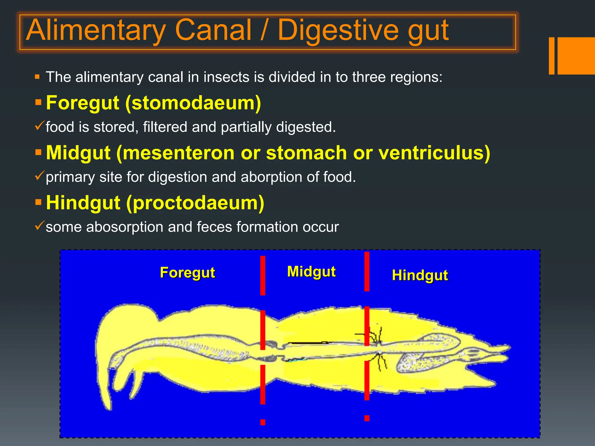 6th Module, insects (respiratory, digestive and integument system)and ...