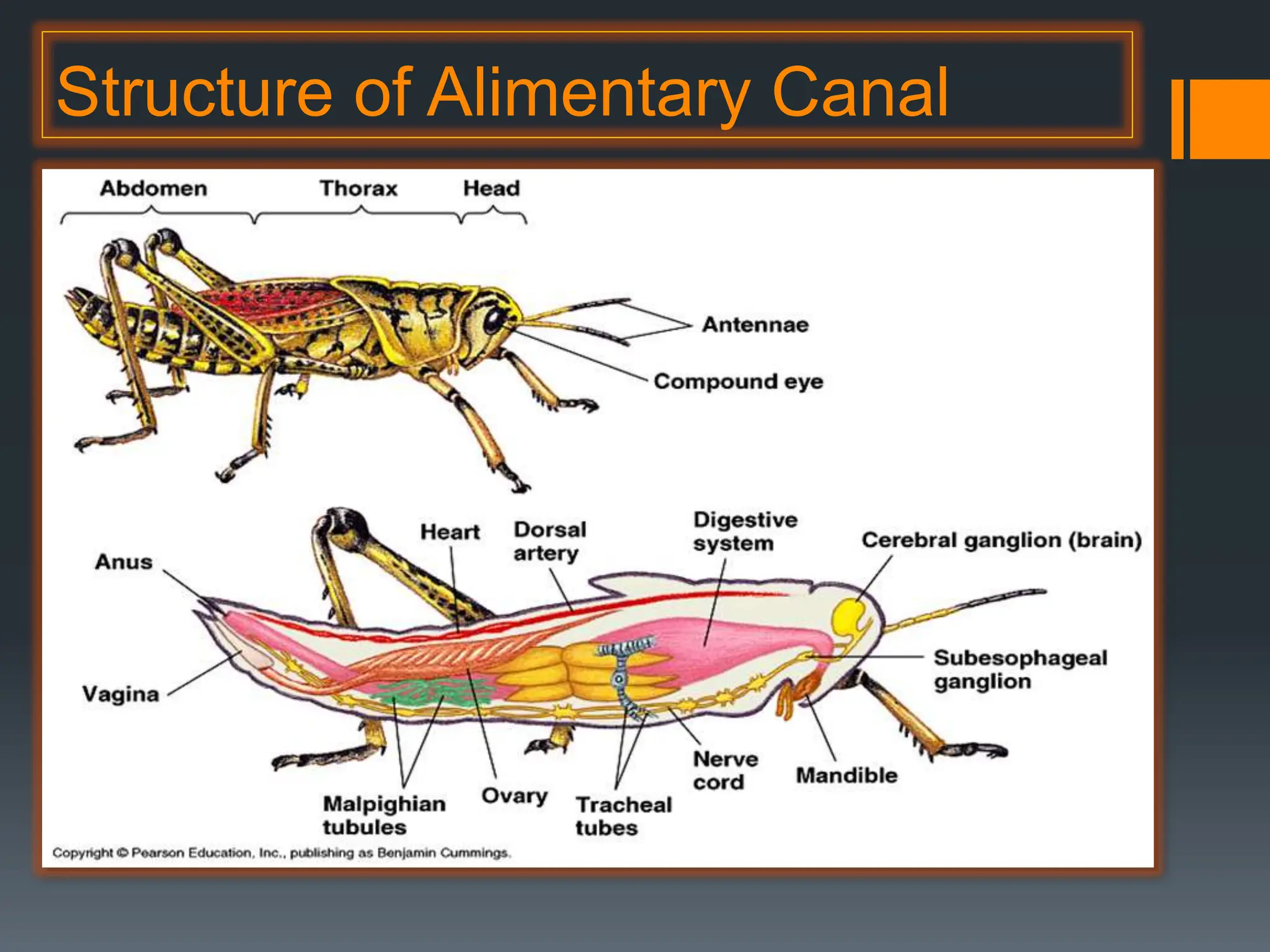 6th Module, insects (respiratory, digestive and integument system)and entomology-.pptx