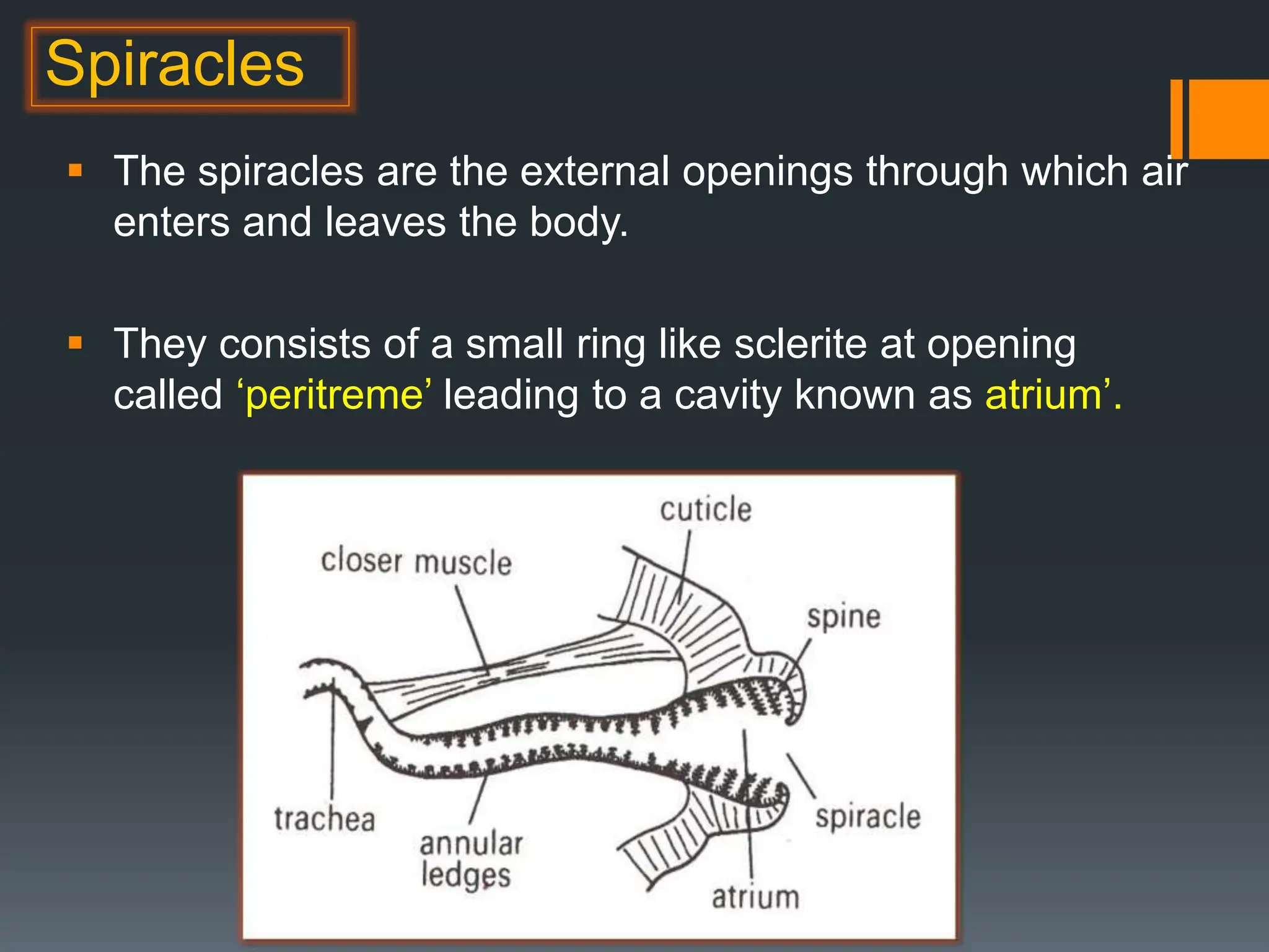 6th Module, insects (respiratory, digestive and integument system)and ...