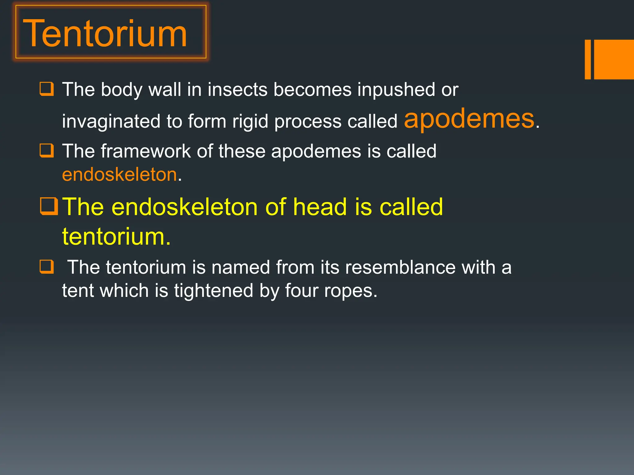 6th Module, insects (respiratory, digestive and integument system)and ...