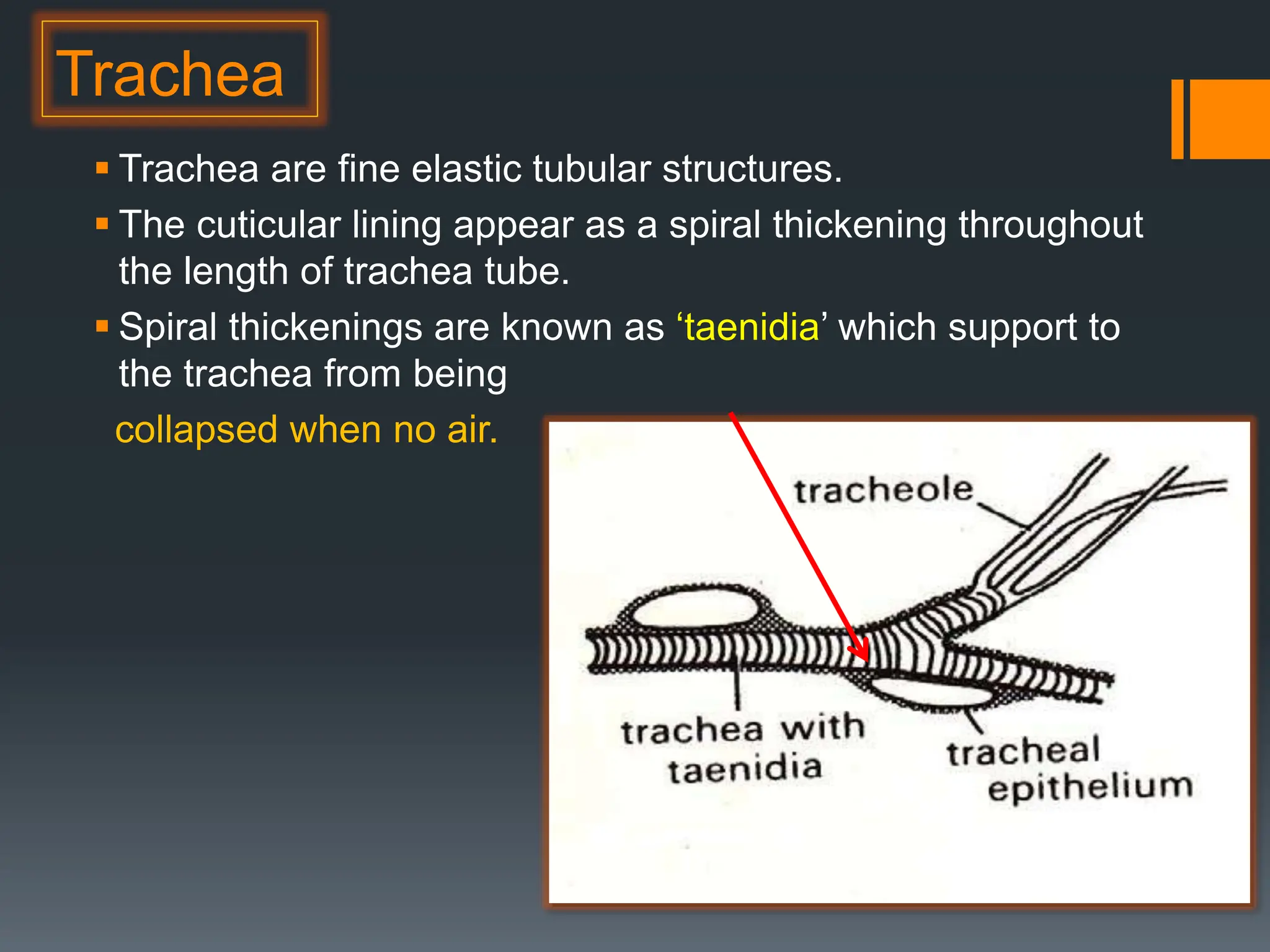 6th Module, insects (respiratory, digestive and integument system)and ...