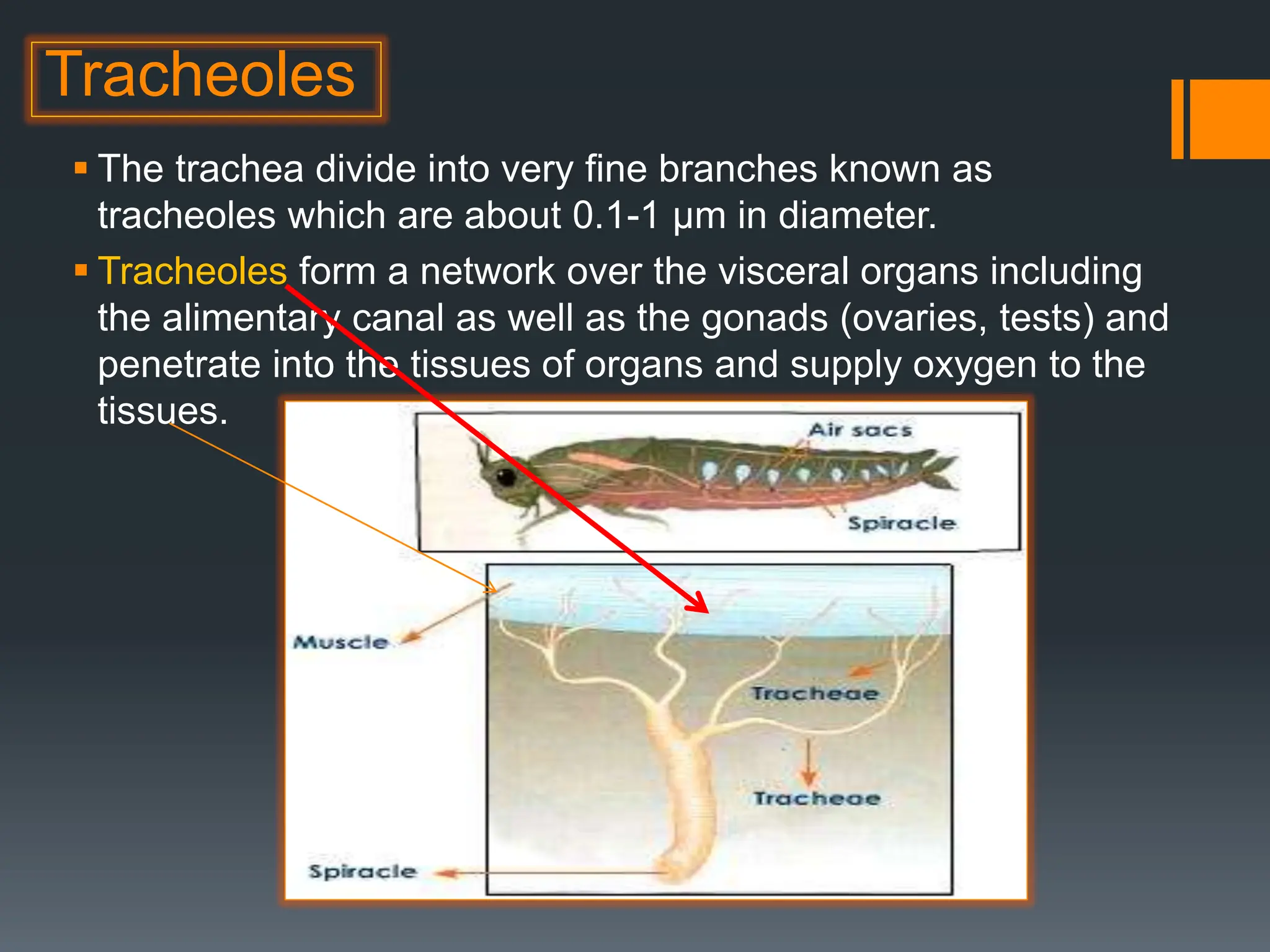 6th Module, insects (respiratory, digestive and integument system)and ...