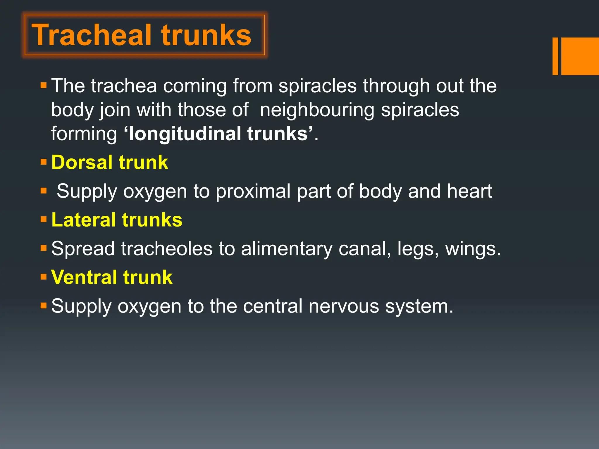 6th Module, insects (respiratory, digestive and integument system)and ...