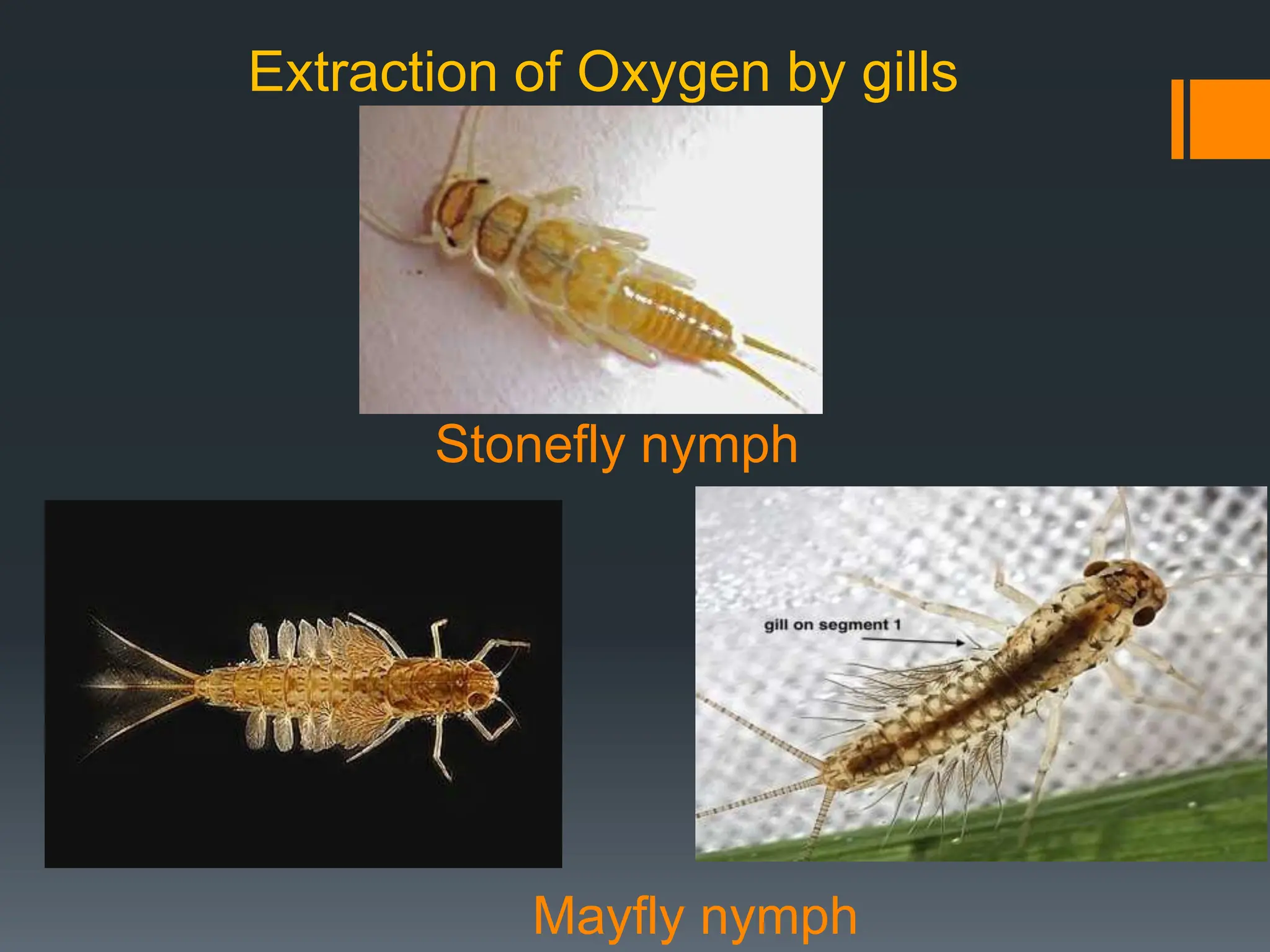 6th Module, insects (respiratory, digestive and integument system)and ...