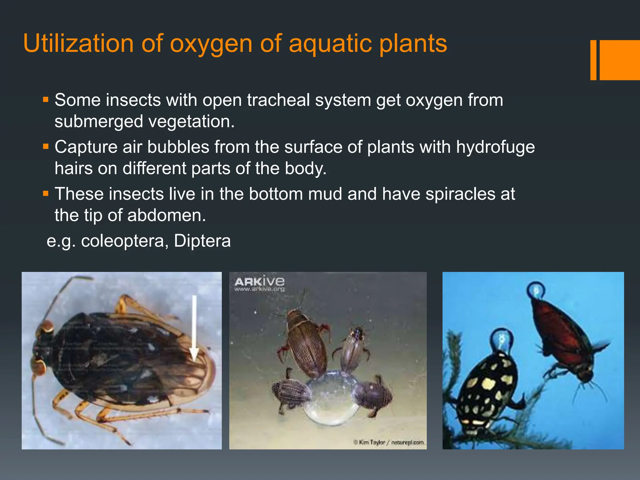 6th Module, insects (respiratory, digestive and integument system)and ...
