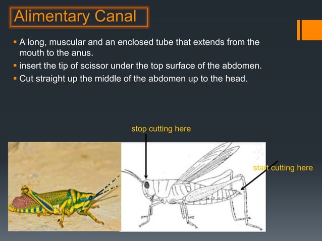 6th Module, insects (respiratory, digestive and integument system)and entomology-.pptx