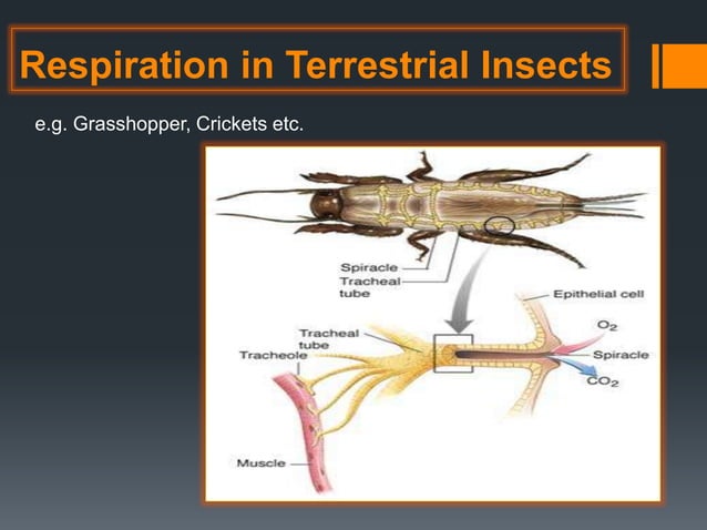 6th Module, insects (respiratory, digestive and integument system)and ...