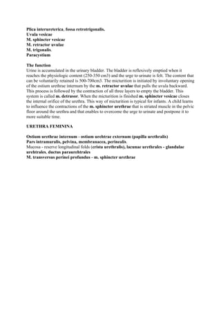 6th week -_urinary_system | PDF