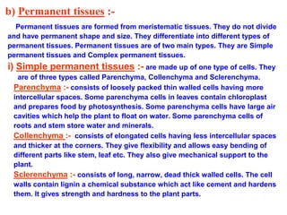 6tissues.ppt | PPT