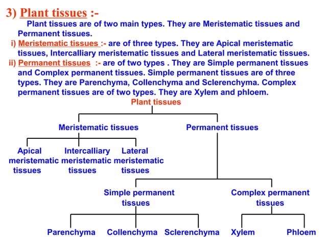Tissue chapter 6 of Ncert Class 10 science | PPT