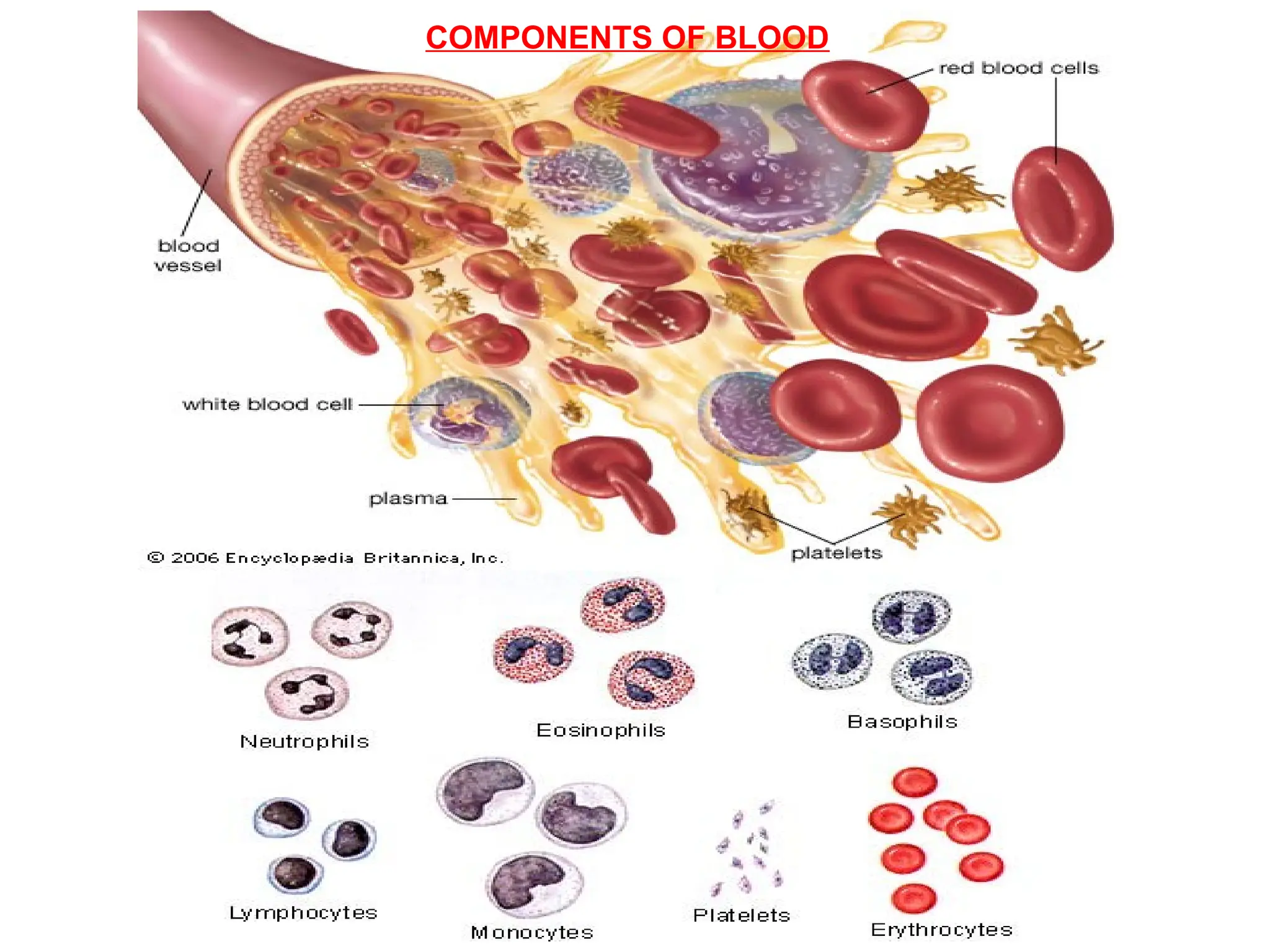 Tissues and it's types: plant tissues and animal tissues | PPTX