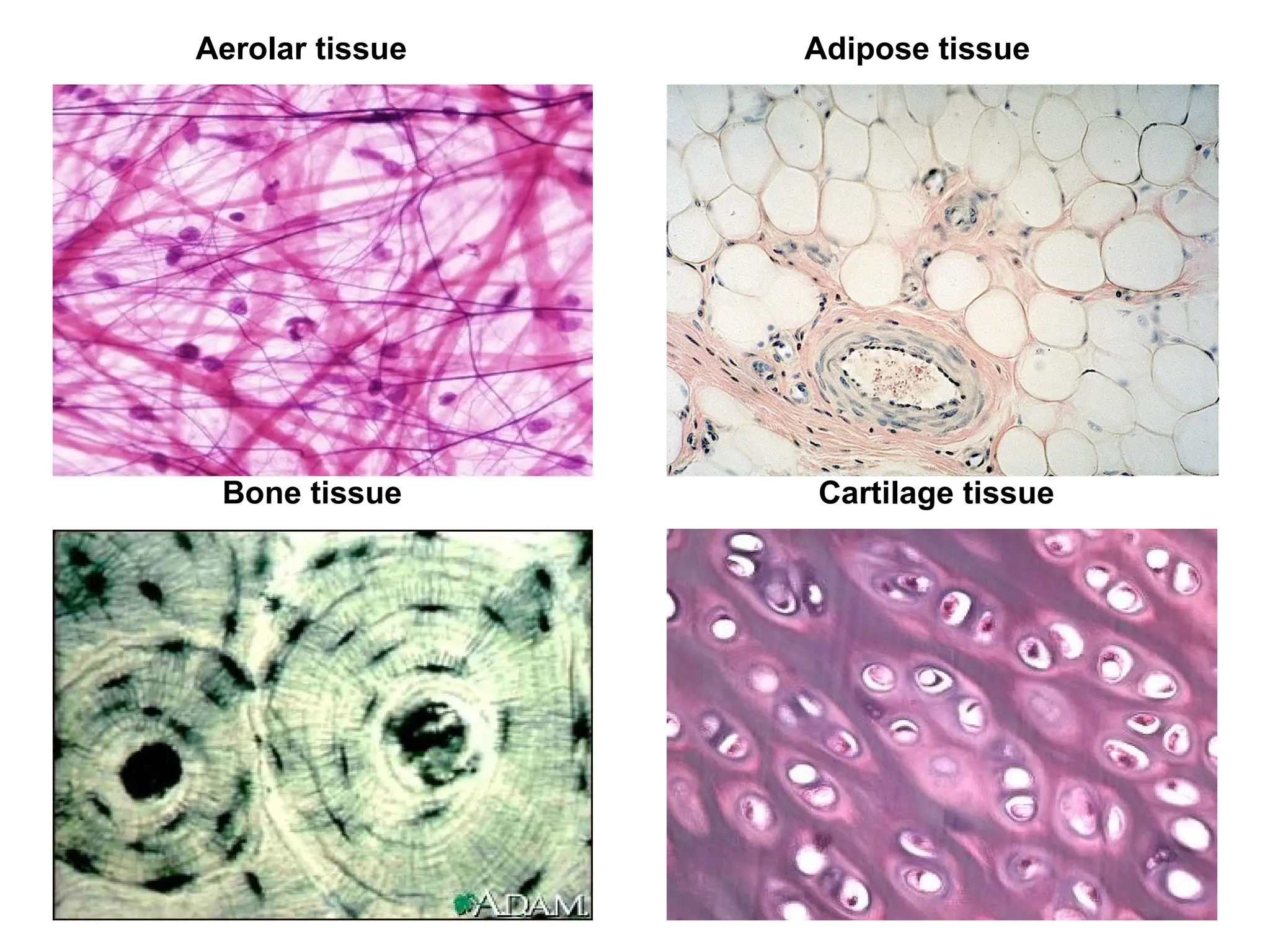 Tissues and it's types: plant tissues and animal tissues | PPT