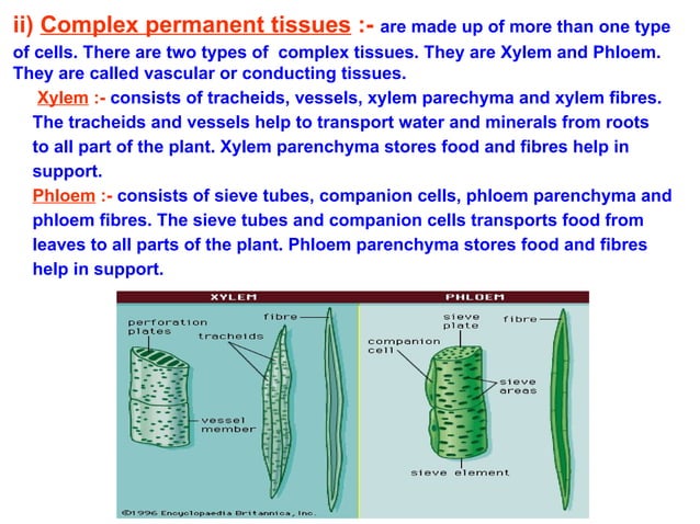 Tissues and it's types: plant tissues and animal tissues | PPTX