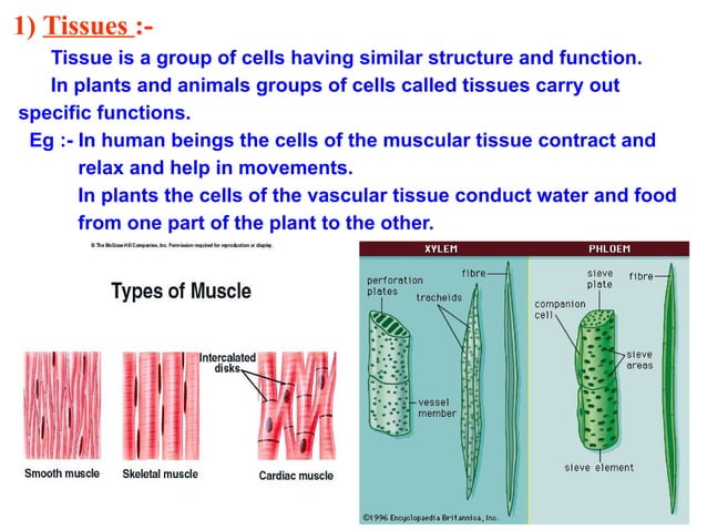 Tissues and it's types: plant tissues and animal tissues | PPTX
