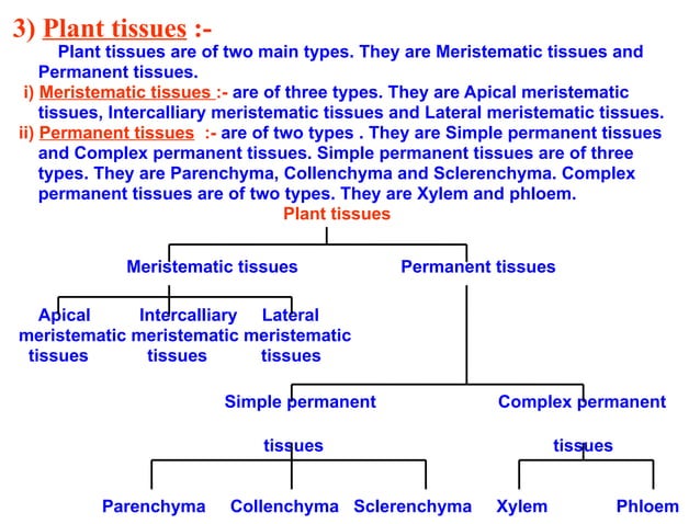 Tissues and it's types: plant tissues and animal tissues | PPTX