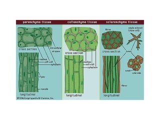 Tissues and it's types: plant tissues and animal tissues | PPTX