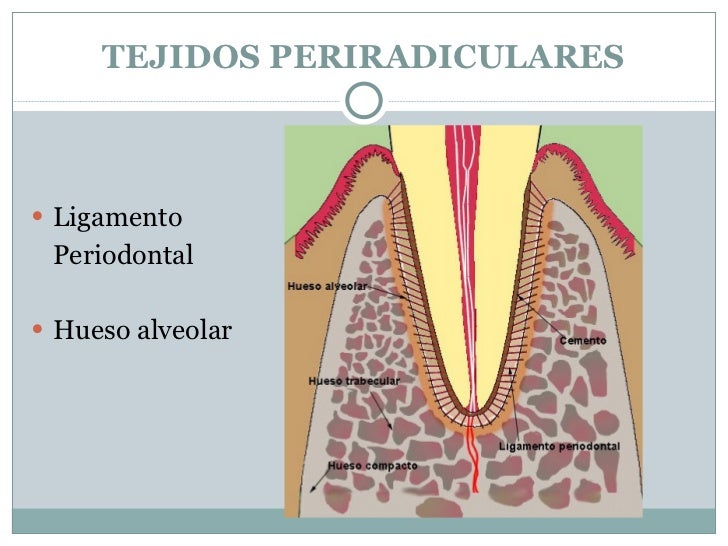 Endodoncia