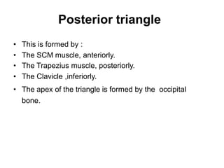 Triangles of Neck | PPTX