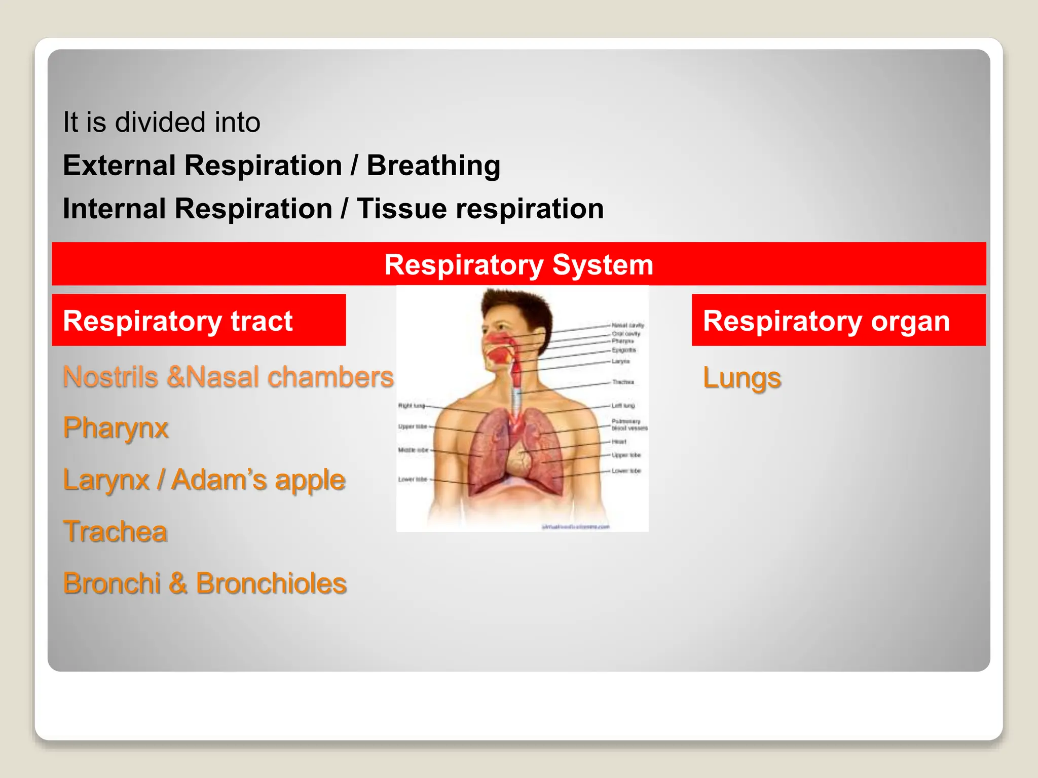Chap_8_Respiration_and_Circulation.pptx