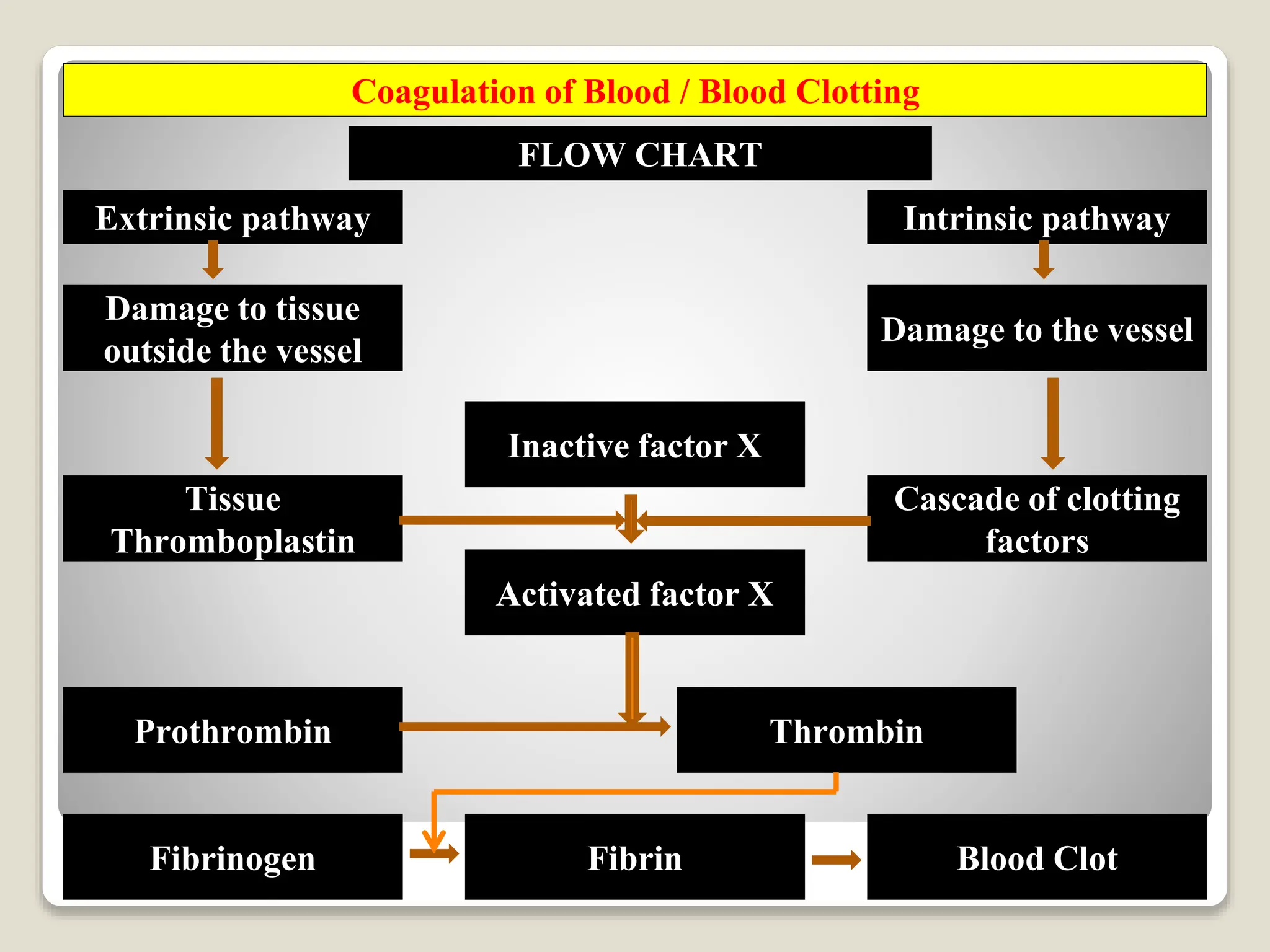 Chap_8_Respiration_and_Circulation.pptx