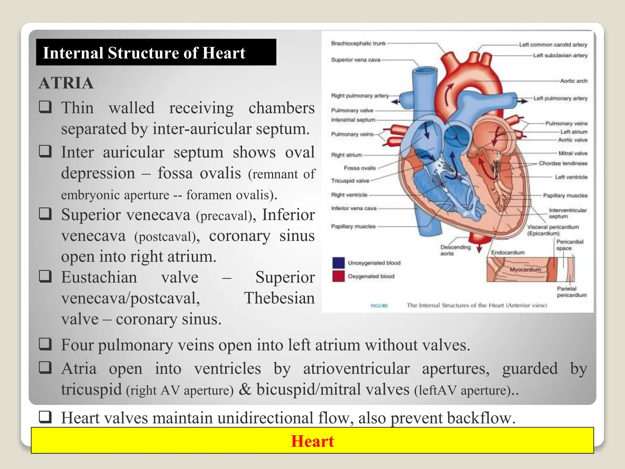 Chap_8_Respiration_and_Circulation.pptx