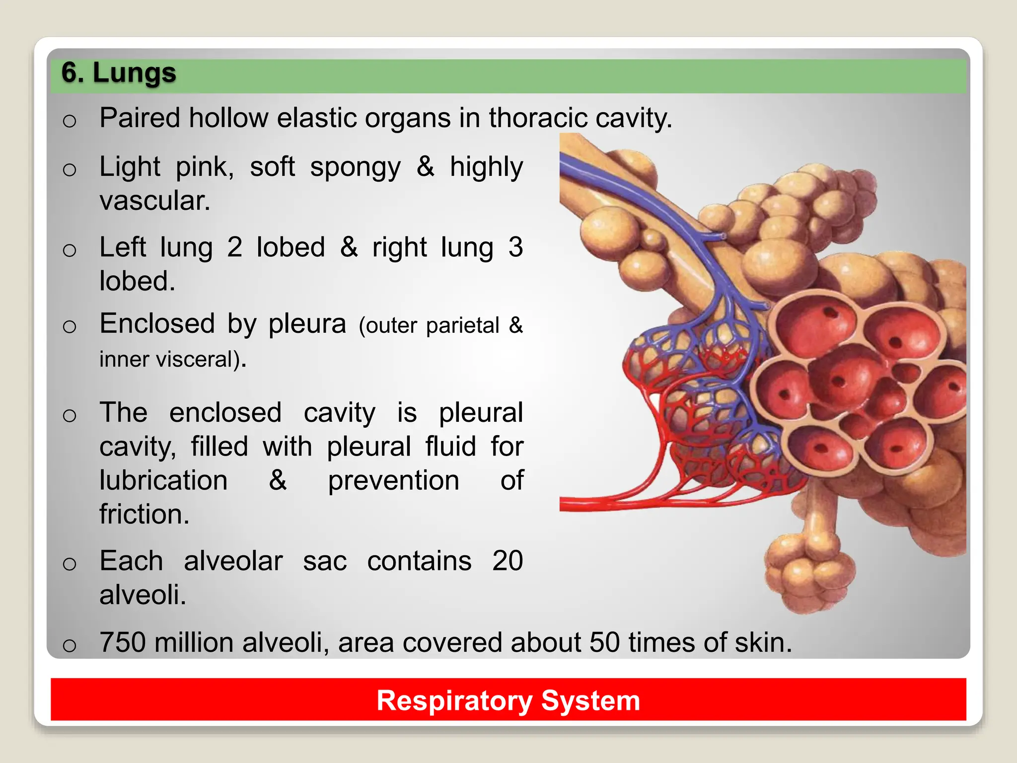 Chap_8_Respiration_and_Circulation.pptx