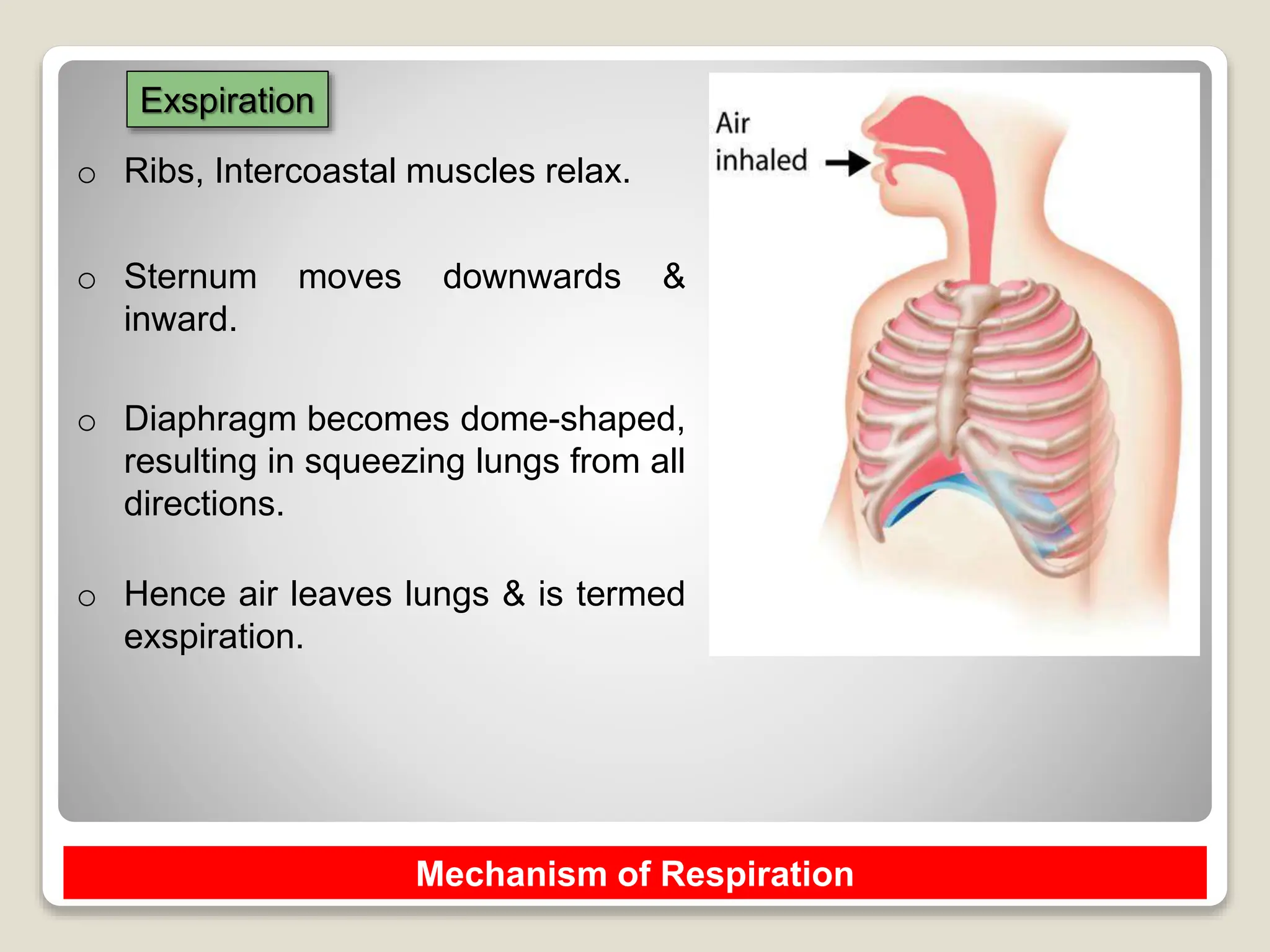 Chap_8_Respiration_and_Circulation.pptx