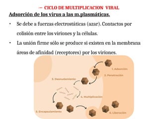 Características Generales, Estructura y Ciclo de Multiplicación de ...