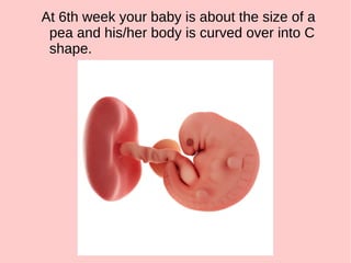 6 Weeks Pregnant: What to Expect | Pregnancy Week By Week | ODP