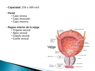 ANATOMIA UROLOGIA | PPTX