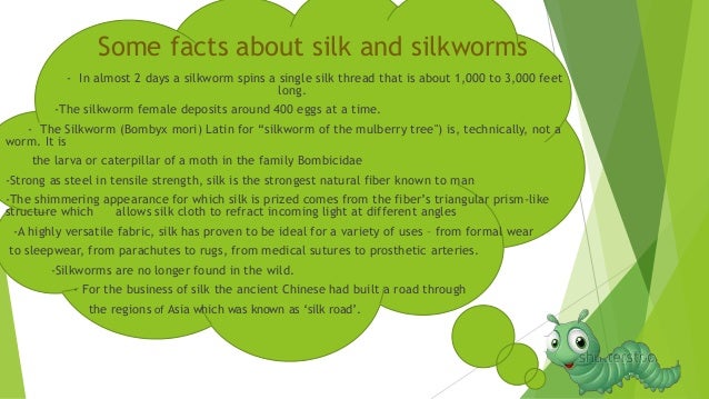 LIFE CYCLE of silkworm