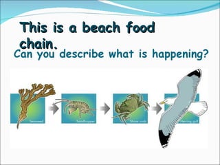 Seashore Food Chain