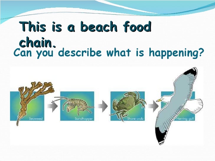 6yr 09 #12 Food Chains