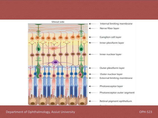 Skills in Retinal disease diagnosis.pptx