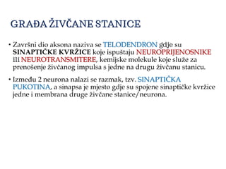 6 Zivcana stanica.pdf