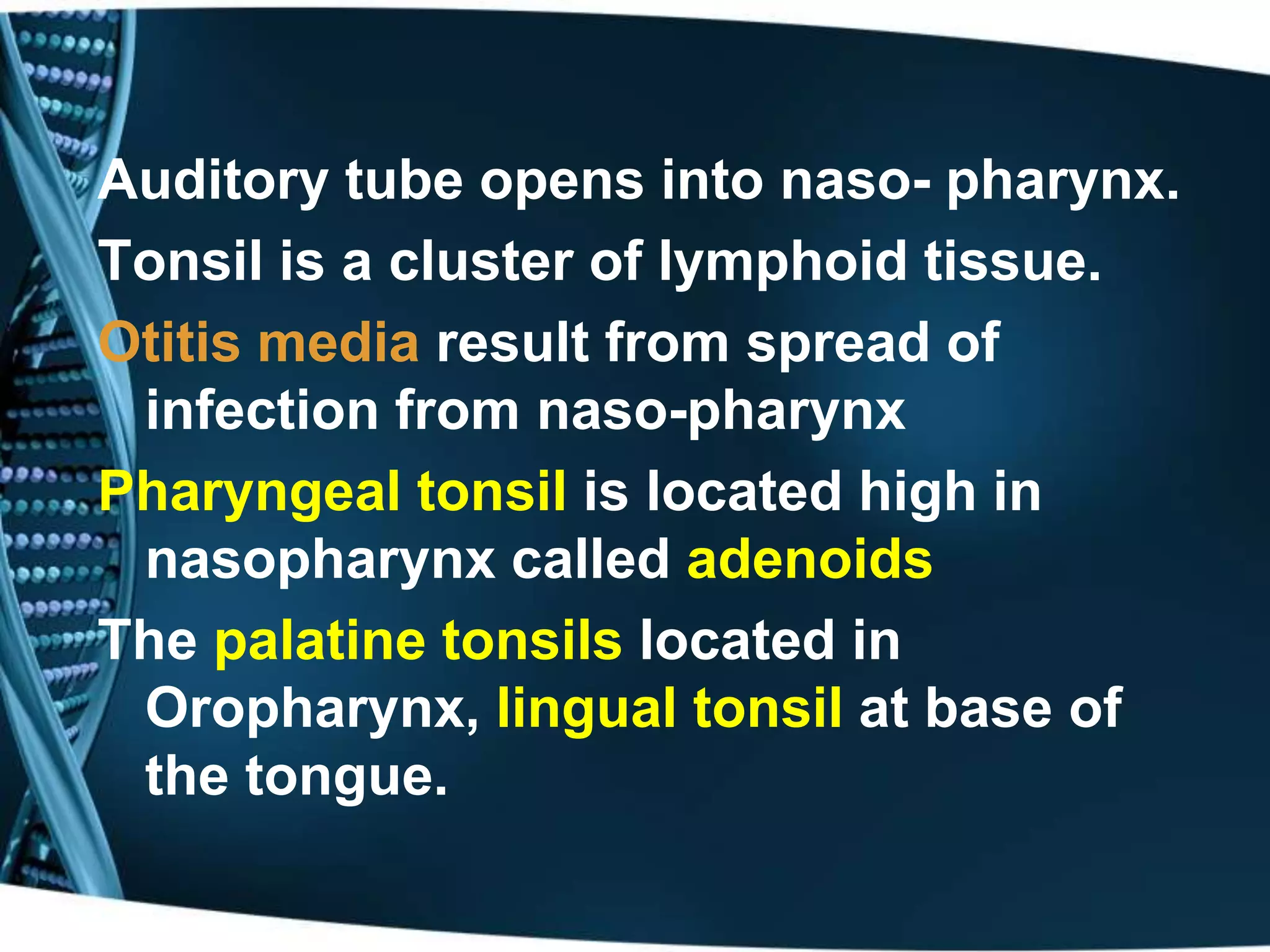 Respiratory system | PPTX