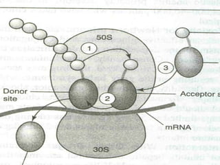 7. broad spectrum ab | PPT