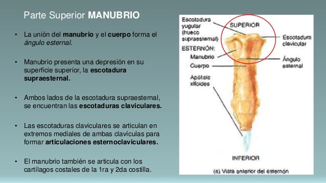 7.1 Huesos Torácicos cap7
