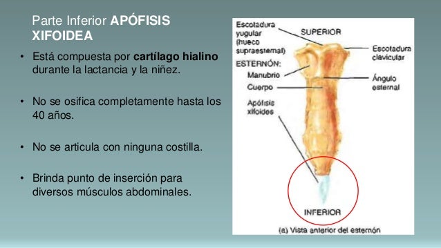 7.1 Huesos Torácicos cap7