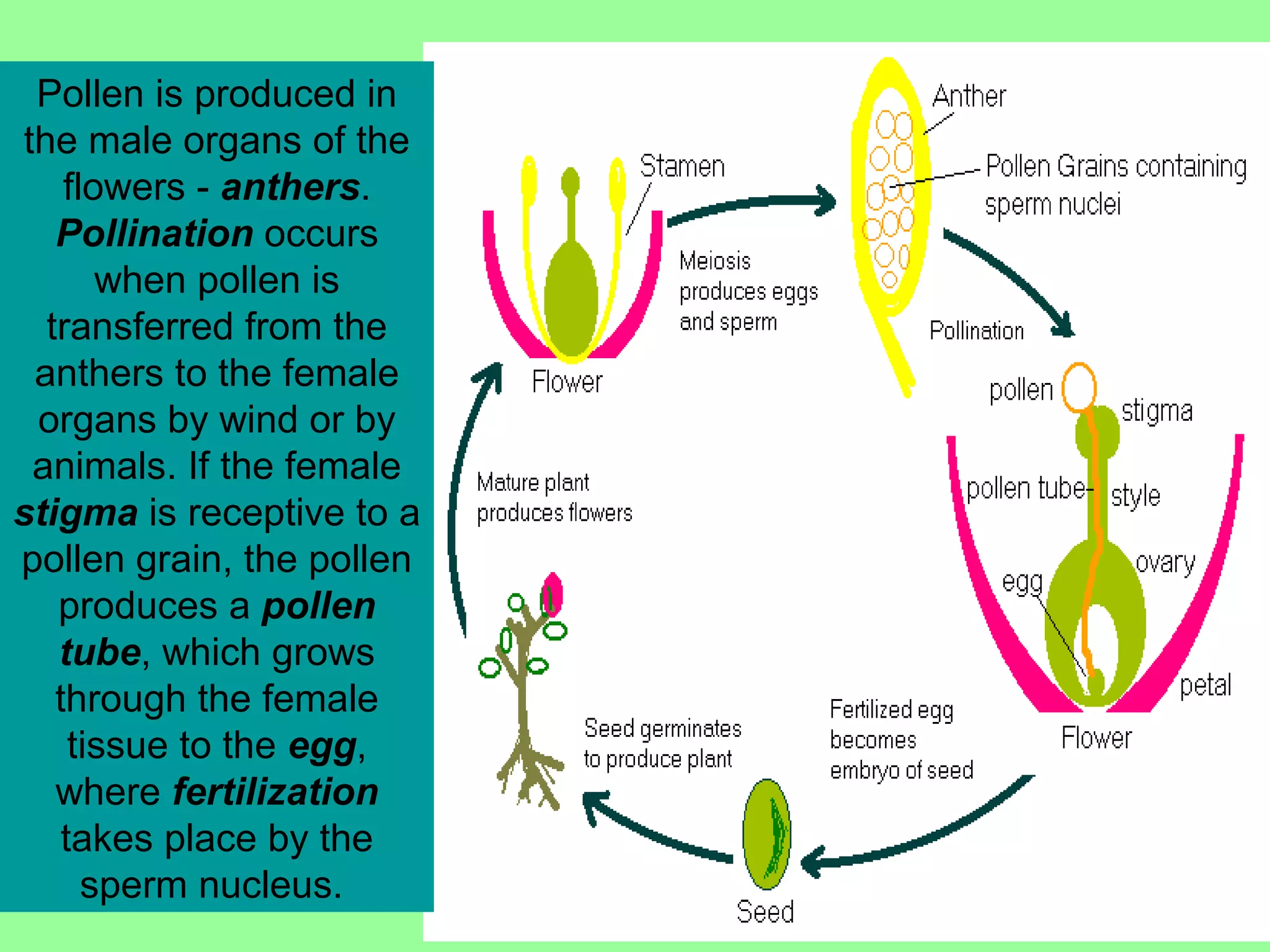 7. Reproduction in flowering plants - Part 2 | PPT