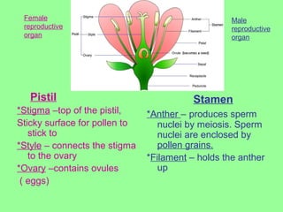 7. Reproduction in flowering plants - Part 2 | PPT