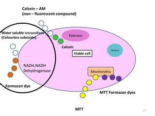 In vitro testing of drug toxicity | PPTX