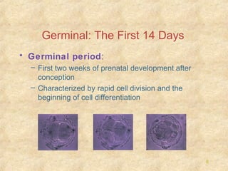 7. 9th week to birth embryology | PPT