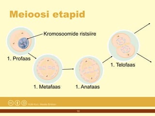 7. rakkude jagunemine | PPT