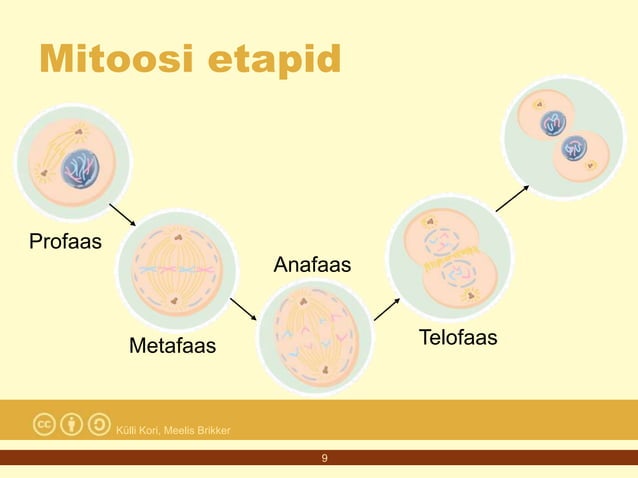 7. rakkude jagunemine | PPT