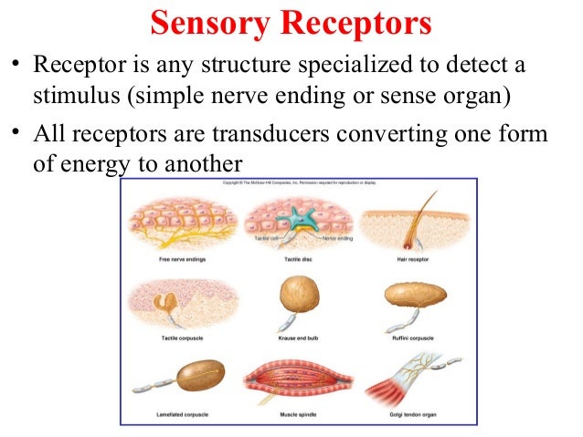 7. the sense organs