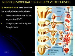 Sistema nervioso periferico | PPTX